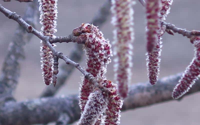 Usos de las Flores de Bach: Aspen | Deusto Salud